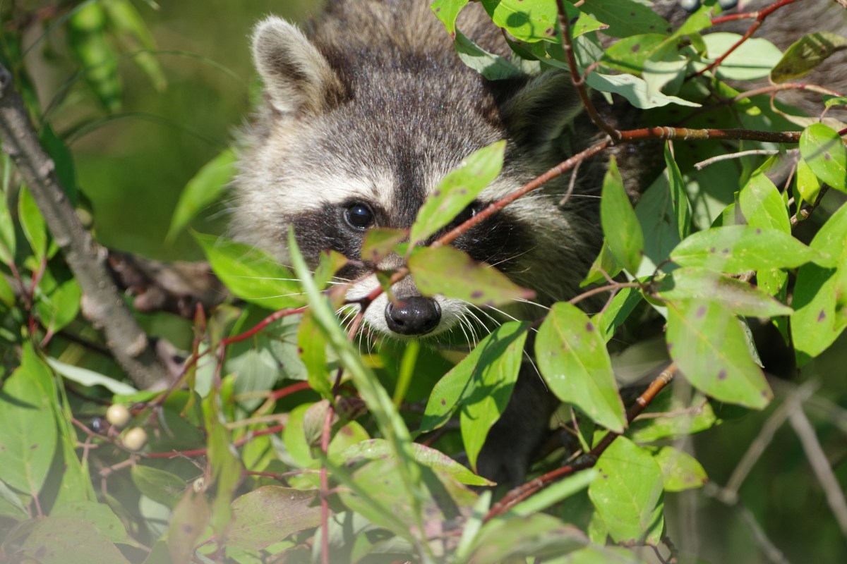 Lecture with Dr. Randy Lieberman: From Inflammation to Cardiovascular ...
